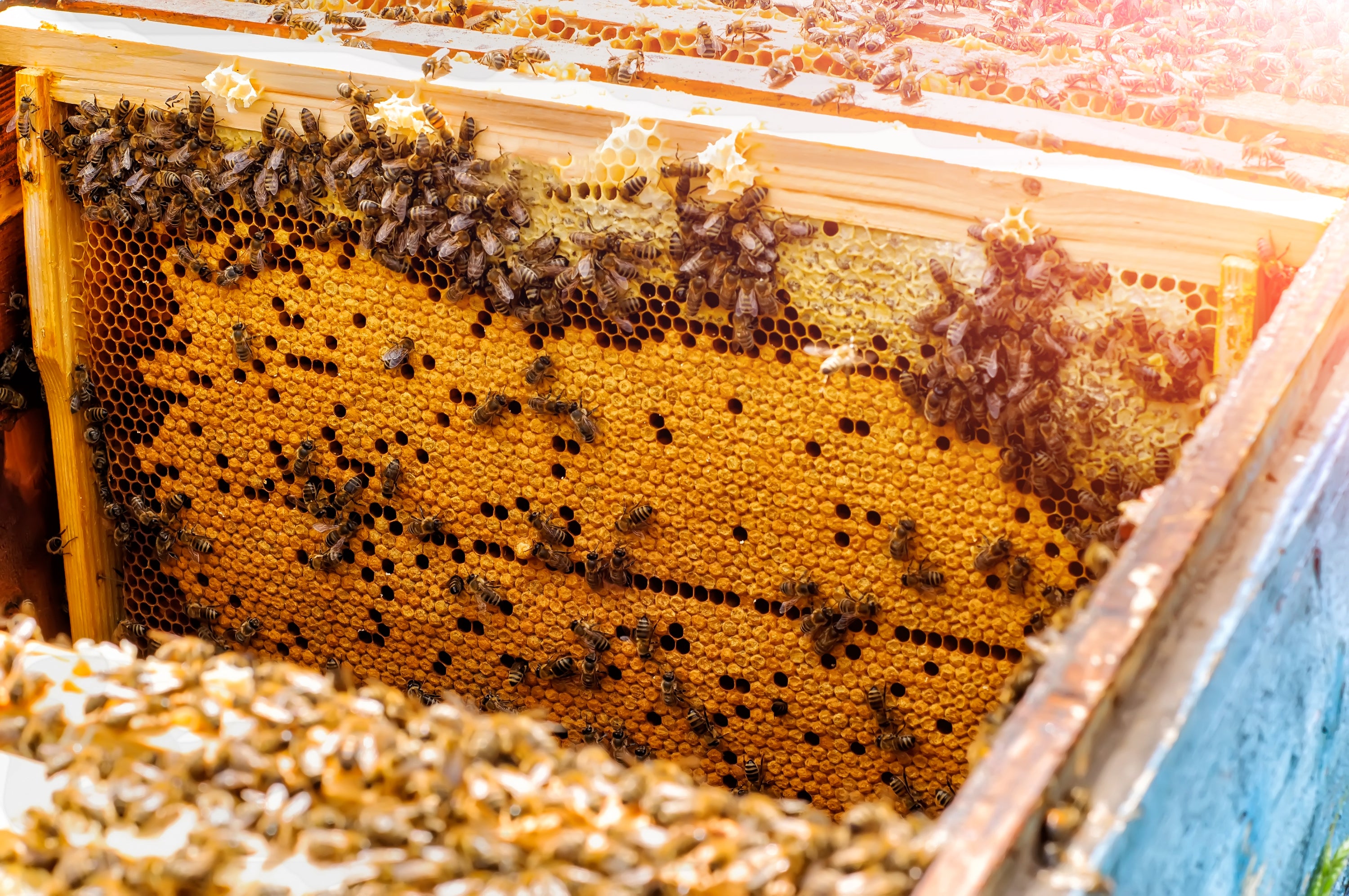 Difference between Brood Comb and Honey Comb – Beeswax From Beekeepers